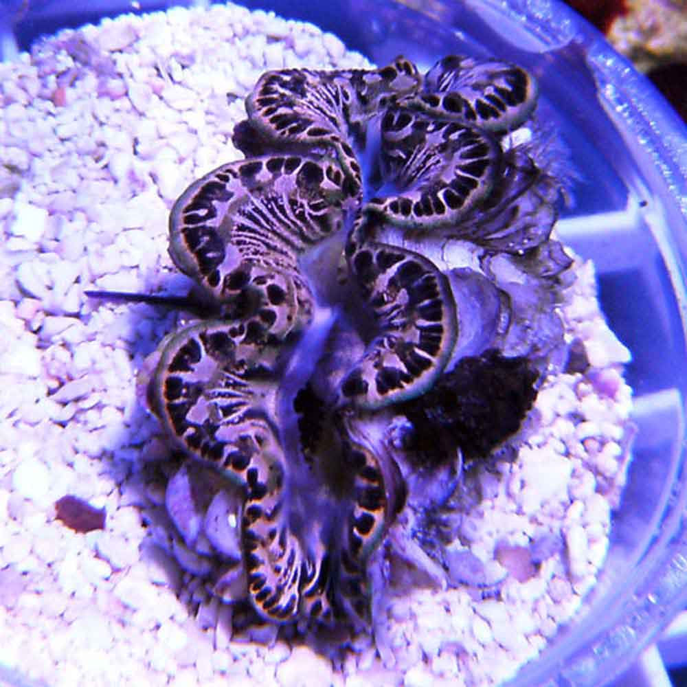 Gold Maxima Clam - Tridacna maxima (ORA)