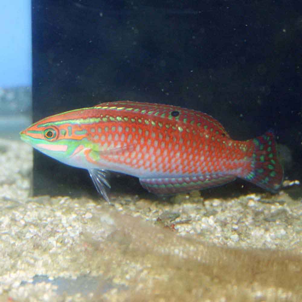 Ornate Wrasse - Halichoeres ornatissimus | ThatPetPlace.com