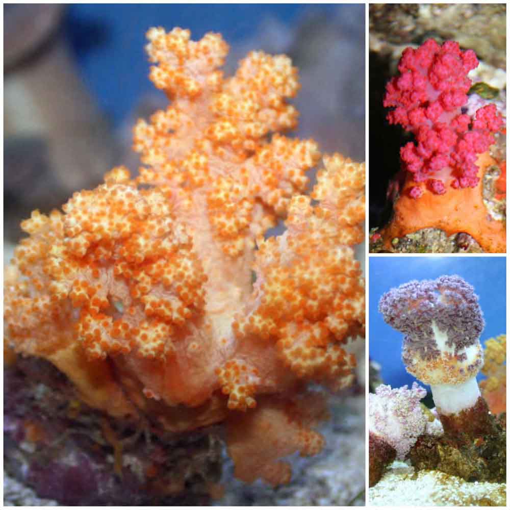Carnation Coral - Dendronephthya/Scleronephthya sp. - Medium/Large