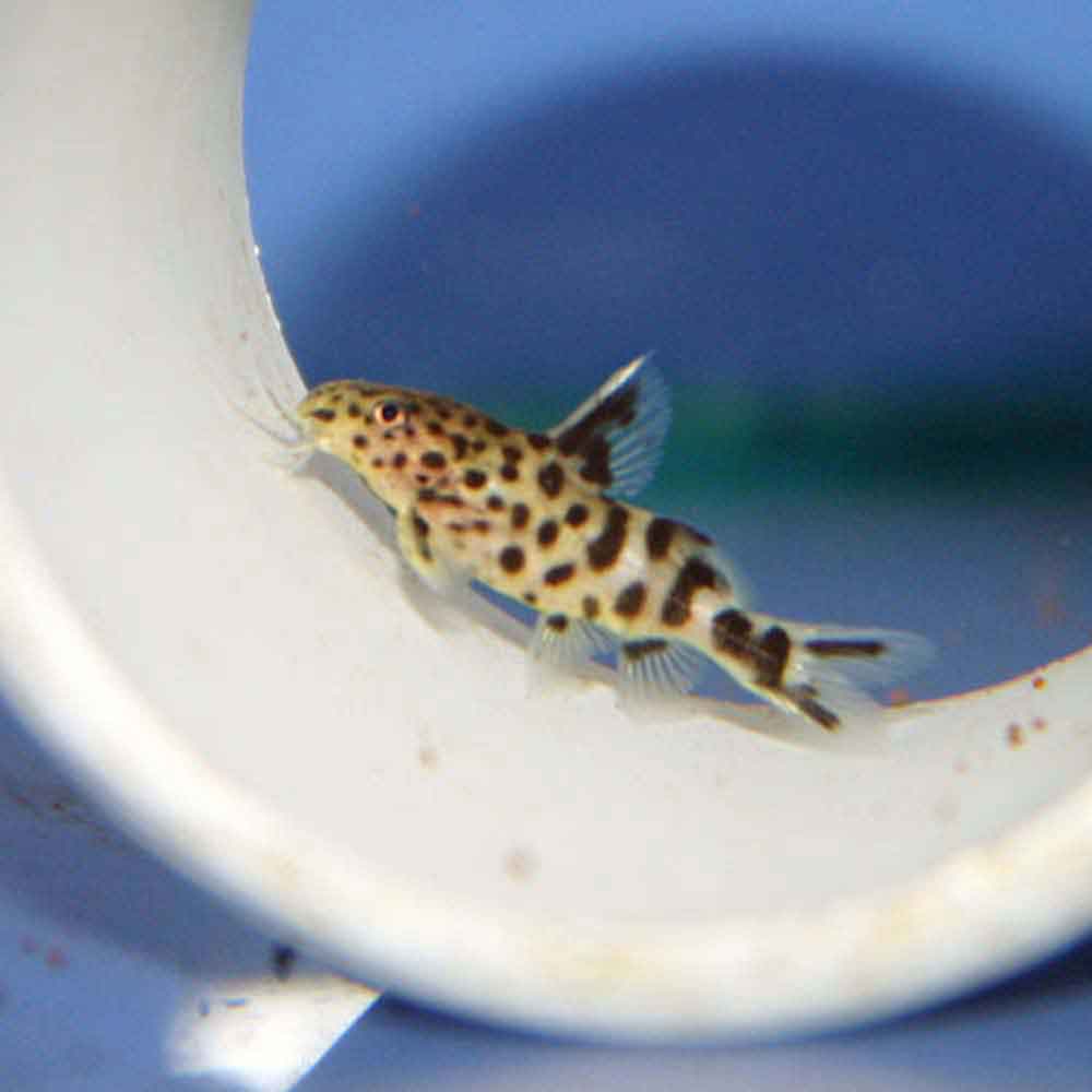 Pygmy Synodontis - Synodontis petricola - Small
