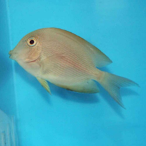 Lined Bristletooth Tang - Ctenochaetus striatus | ThatPetPlace.com