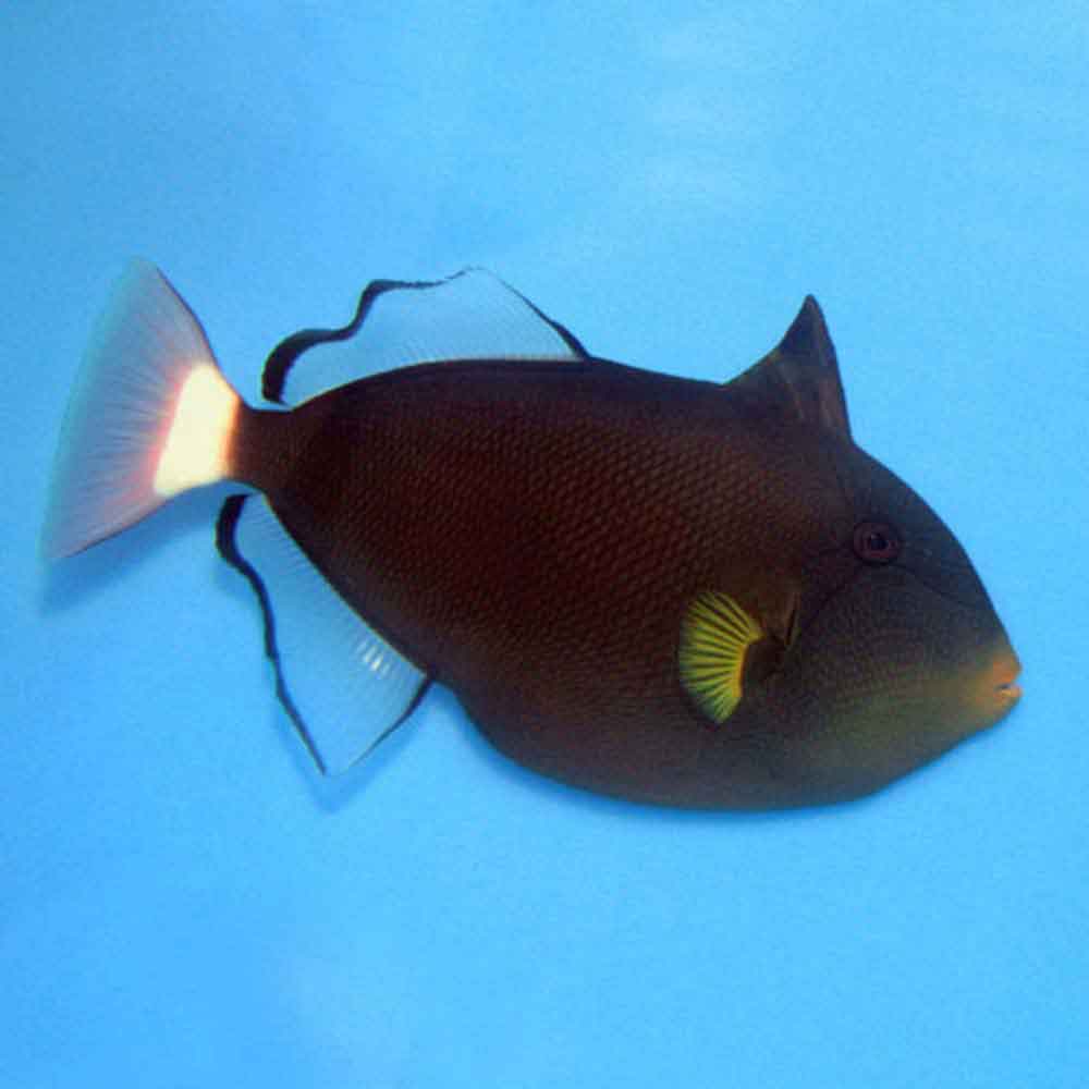 Pink Tail Trigger - Melichthys vidua - Medium | thatpetplace.com