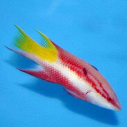 Wrasses, Hogfish & Tuskfish For Your Aquarium | thatpetplace.com