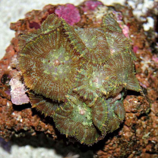 Bullseye Mushroom Rock - Rhodactis sp. | thatpetplace.com