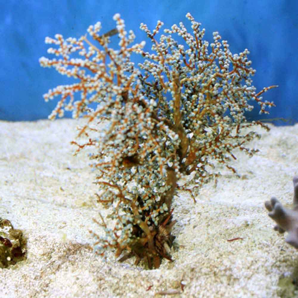 Blueberry Gorgonian Coral