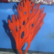 Sponges - Buy Live Sea Sponge For Saltwater Tanks | thatpetplace.com