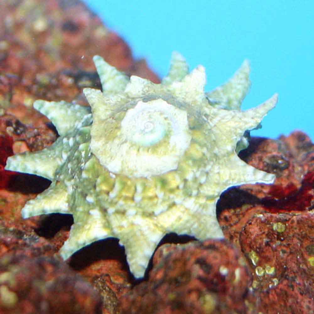 Longspine Star Snail - Astralium phoebium