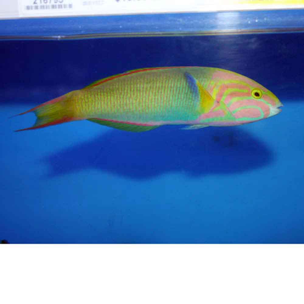 Sunset Wrasse
