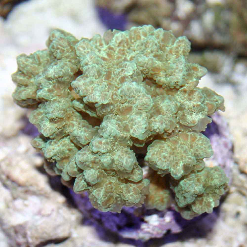 Aquacultured Horn Coral - Hydnophora grandis