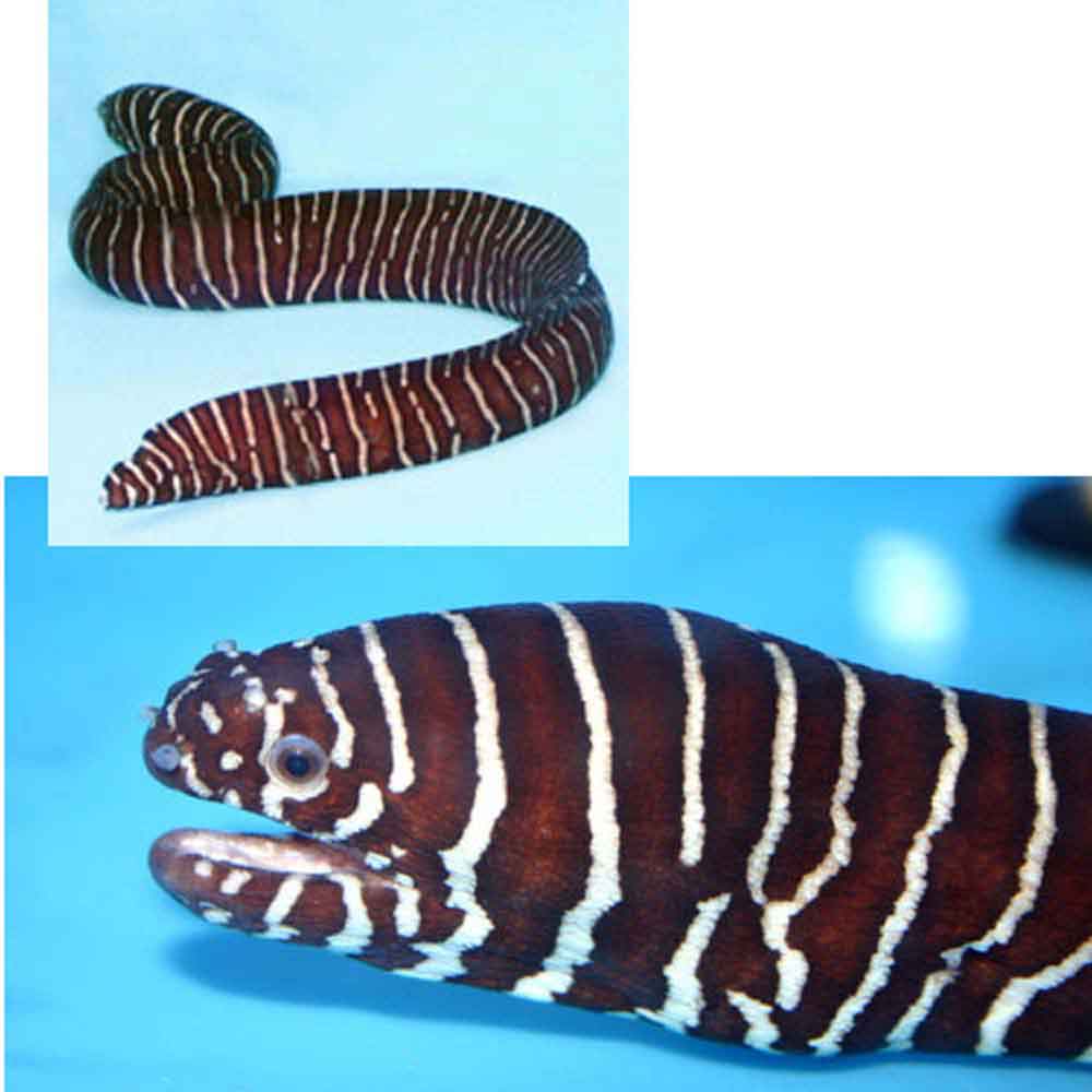 Zebra Eel