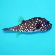 Pufferfish - Puffer Fish For Saltwater Aquariums | thatpetplace.com