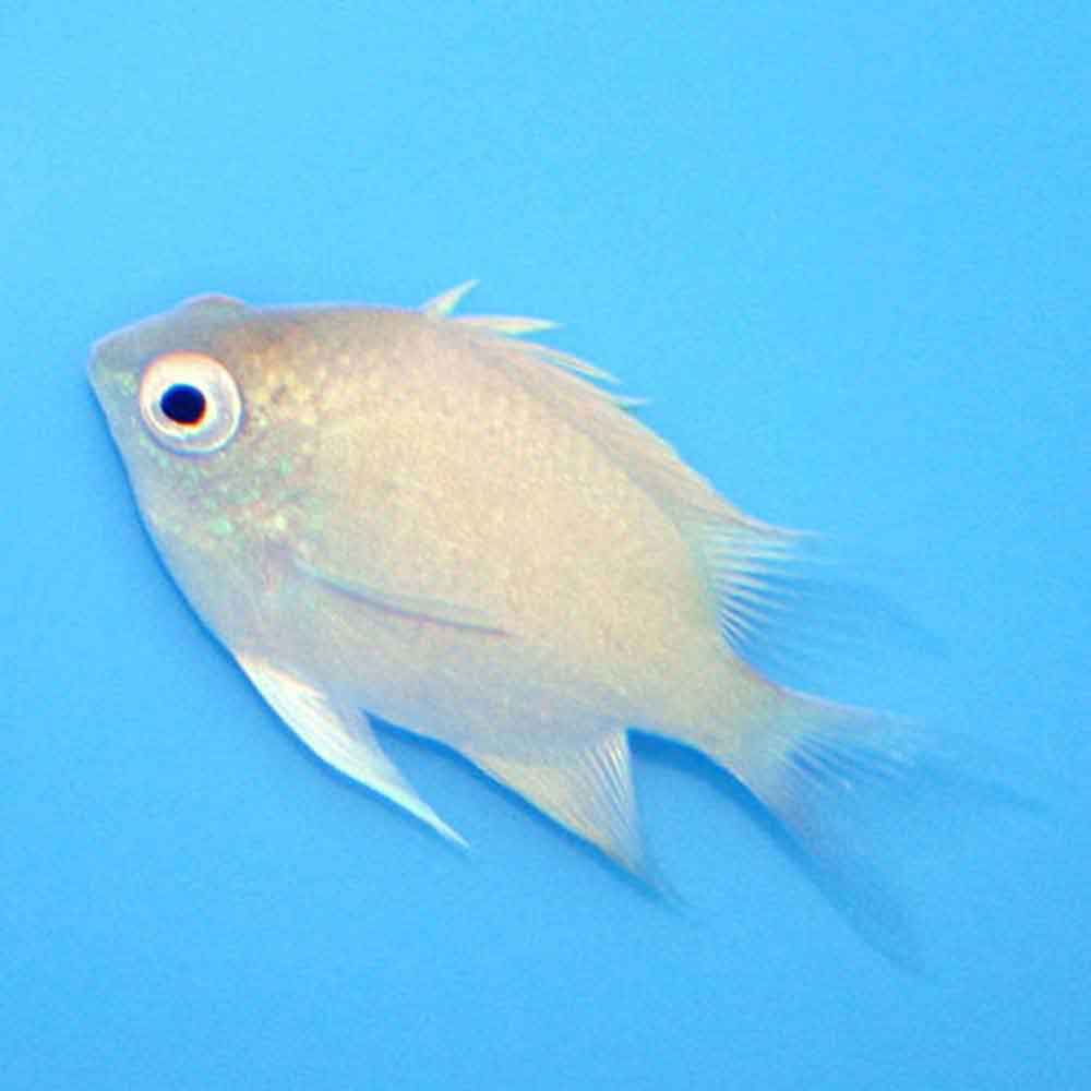 Staghorn Damsel - Amblyglyphidodon curacao