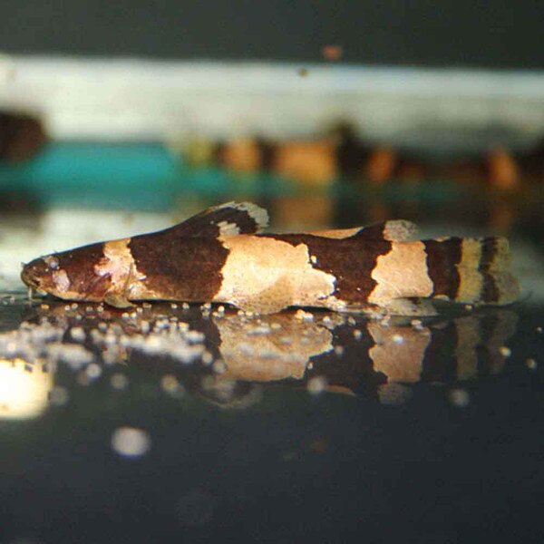 South American Bumblebee Catfish - Microglanis sp.