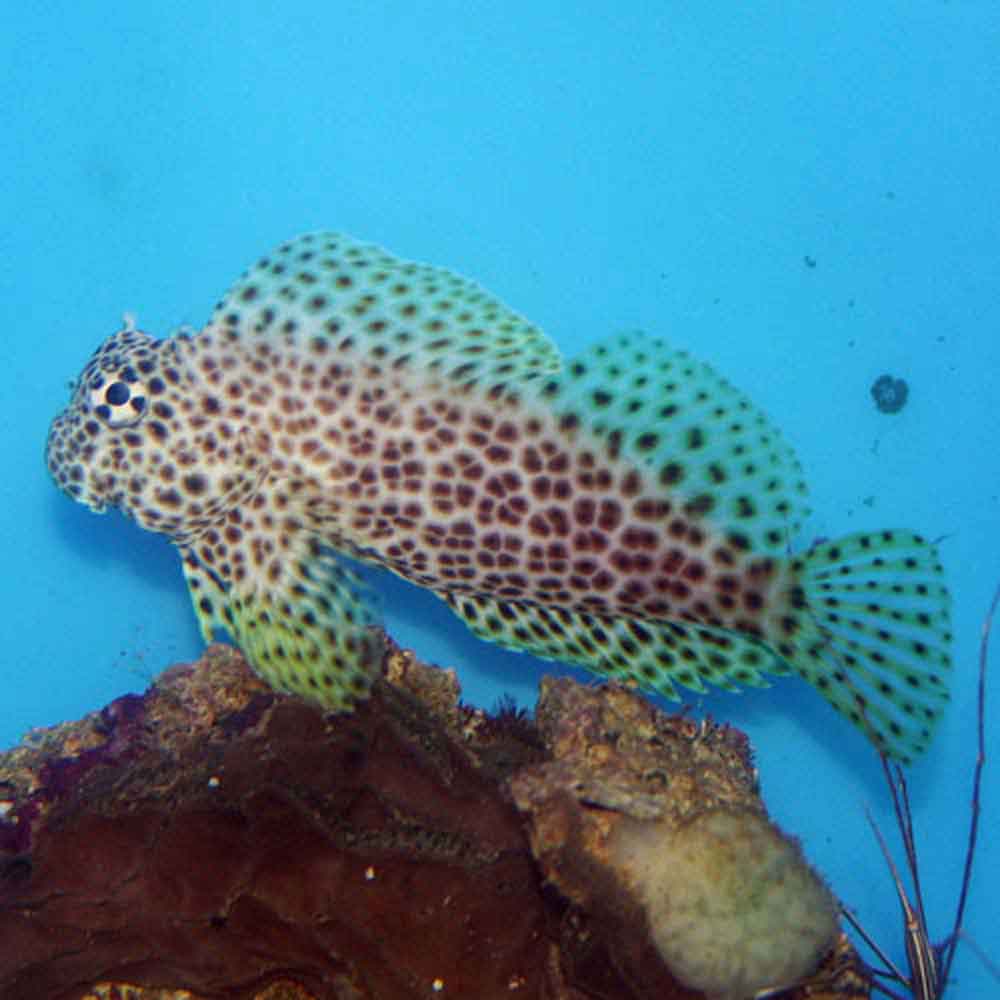 Leopard Blenny - Exallias brevis | That Fish Place