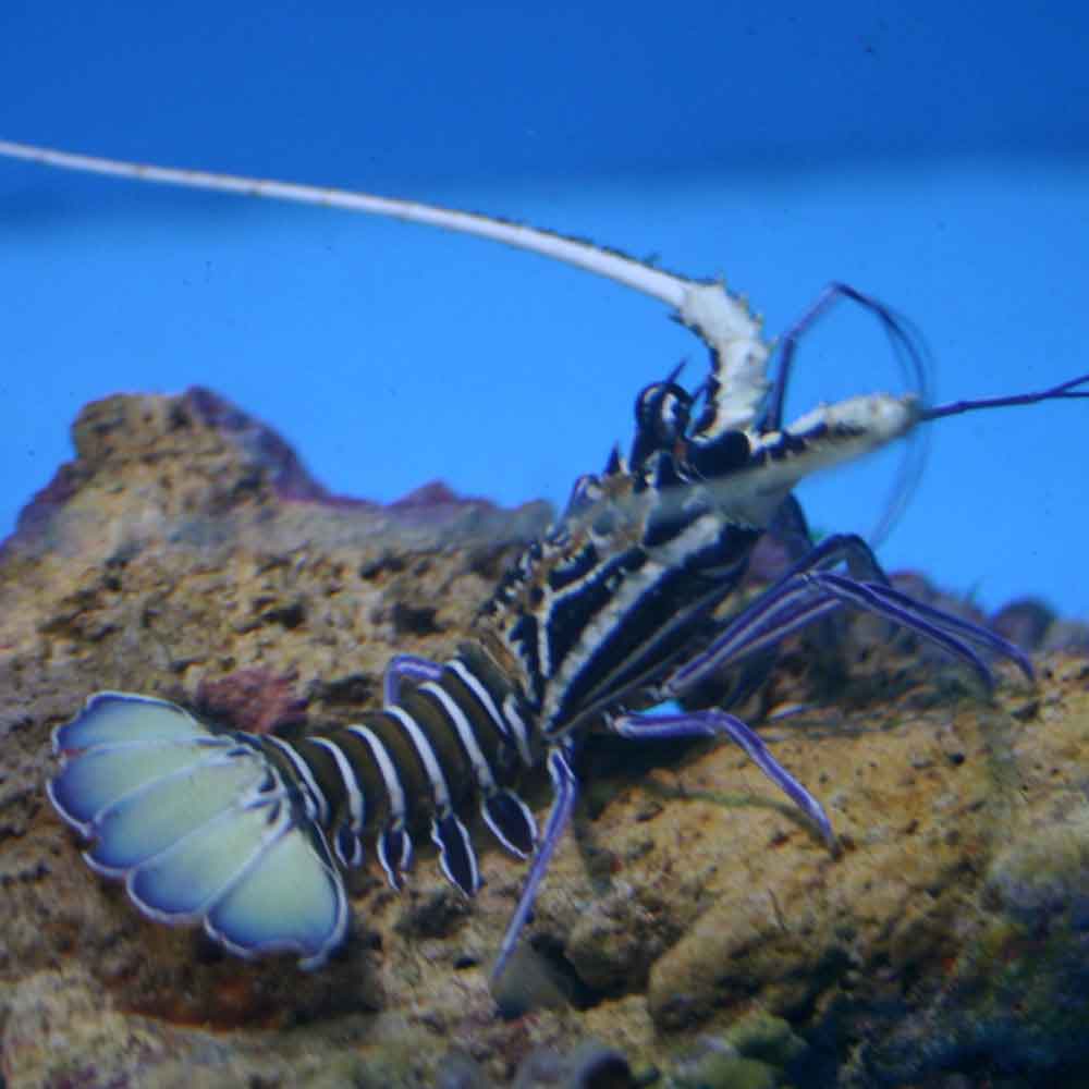 Blue Spiny Lobster