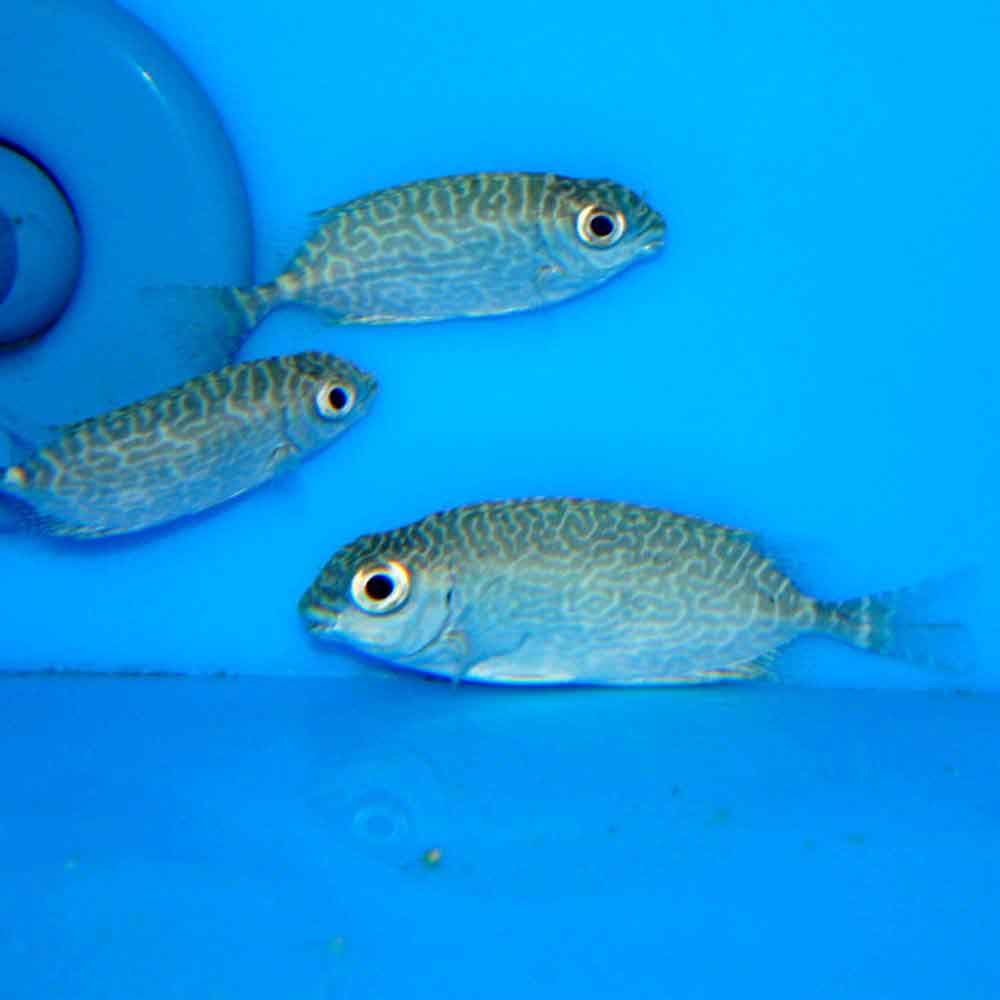 Scribbled Rabbitfish - Siganus spinus