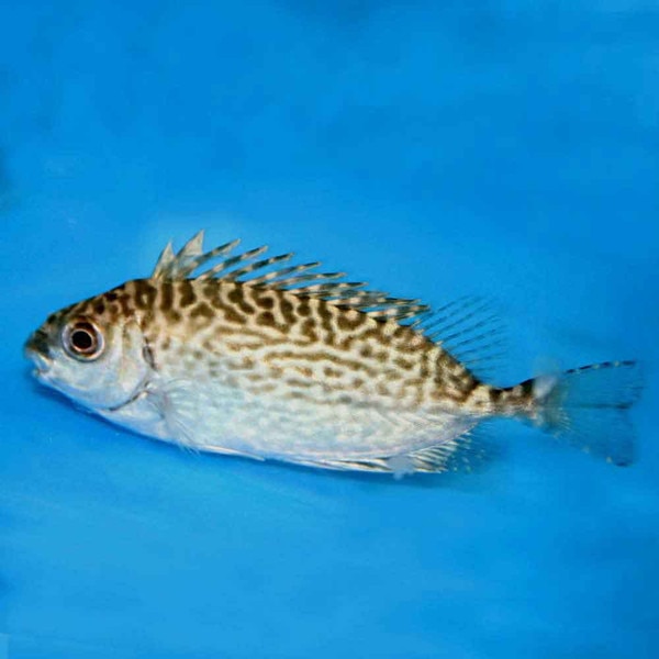Scribbled Rabbitfish - Siganus spinus