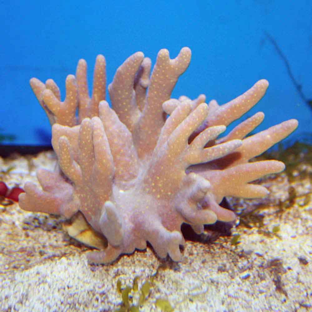 Devil's Hand Coral - Lobophytum sp. - Medium