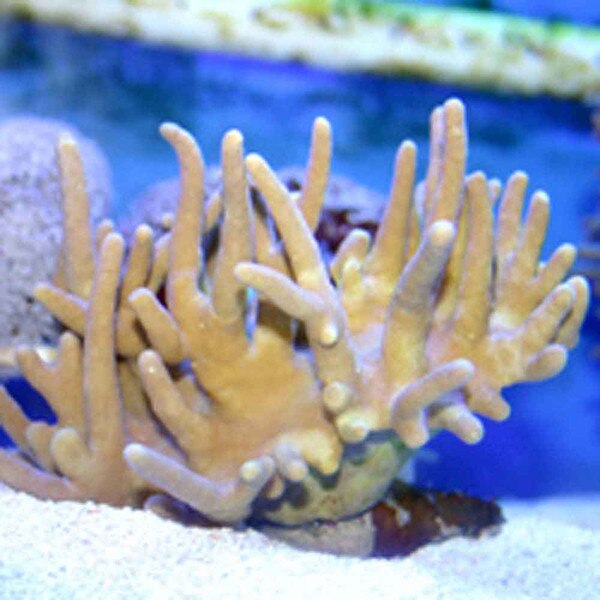 Devil's Hand Coral - Lobophytum sp. - Medium