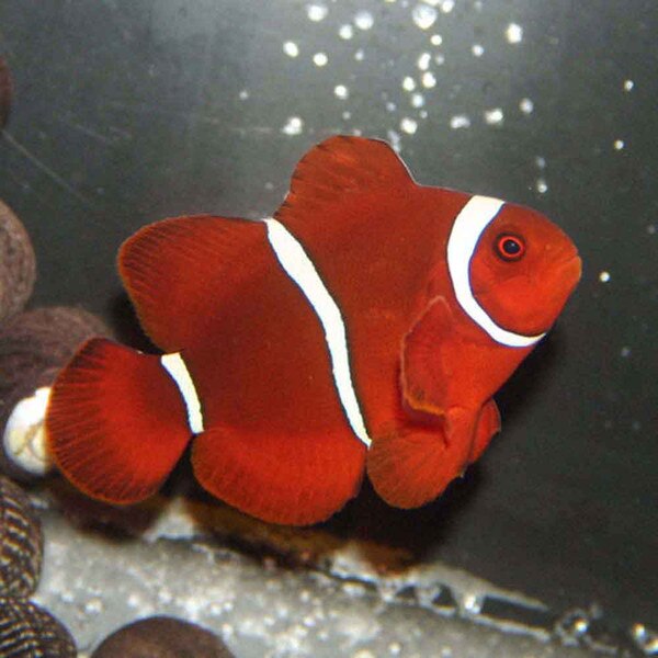 red clownfish