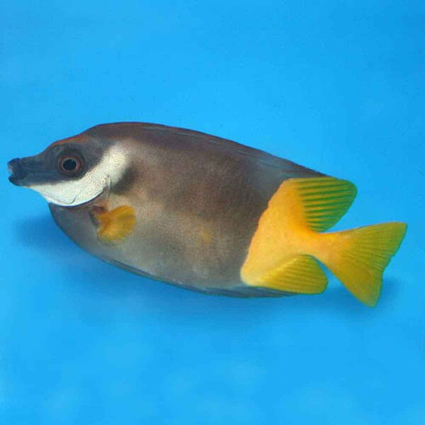 Bicolored Foxface - Siganus uspi - Medium | ThatPetPlace.com