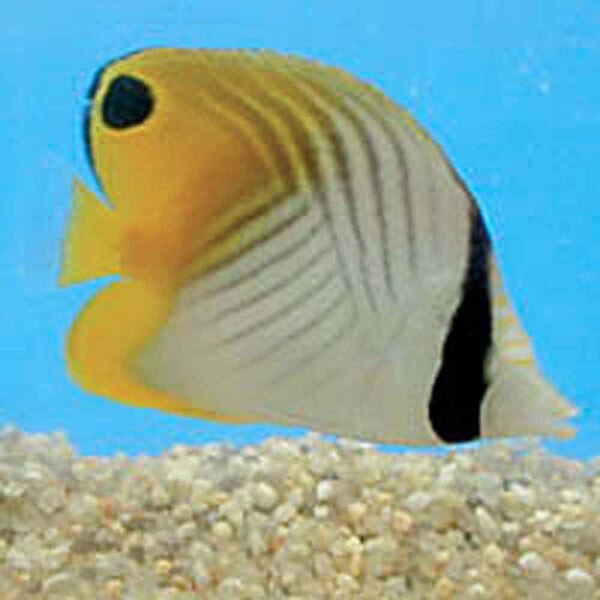 threadfin butterflyfish scientific name