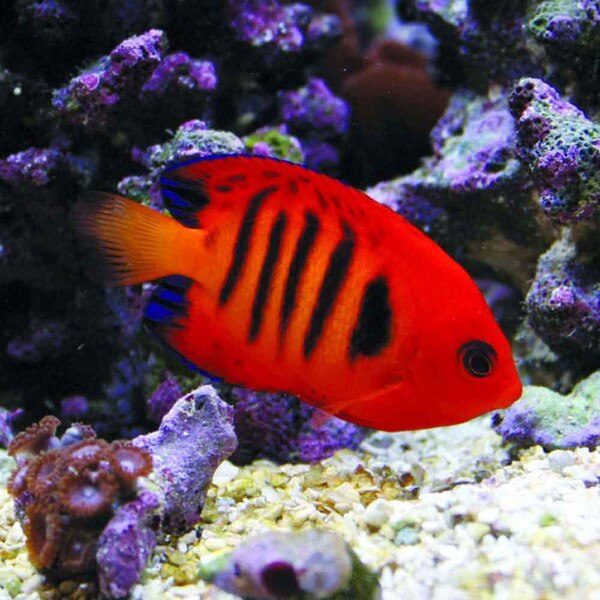 Flame Pygmy Angel - Centropyge loricula - Medium