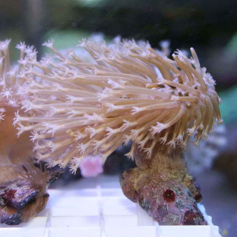 Long-polyped Toadstool Frag - Sarcophyton sp. (ORA)