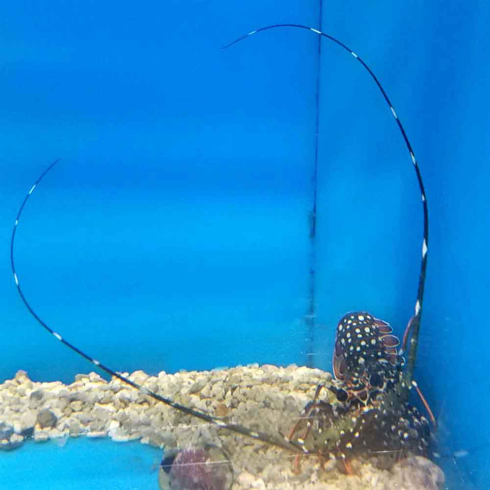 Spotted Spiny Lobster - Panulirus guttatus