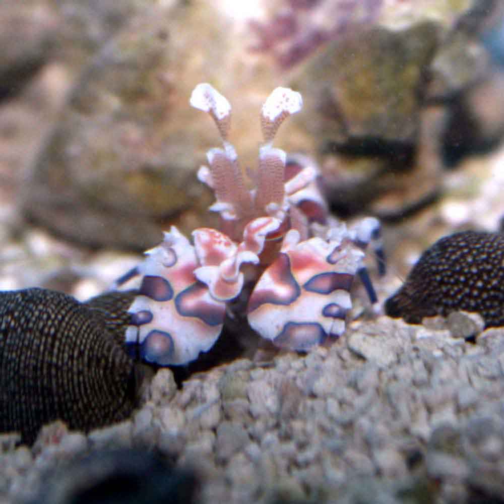 Harlequin Shrimp - Hymenocera picta - Large | thatpetplace.com