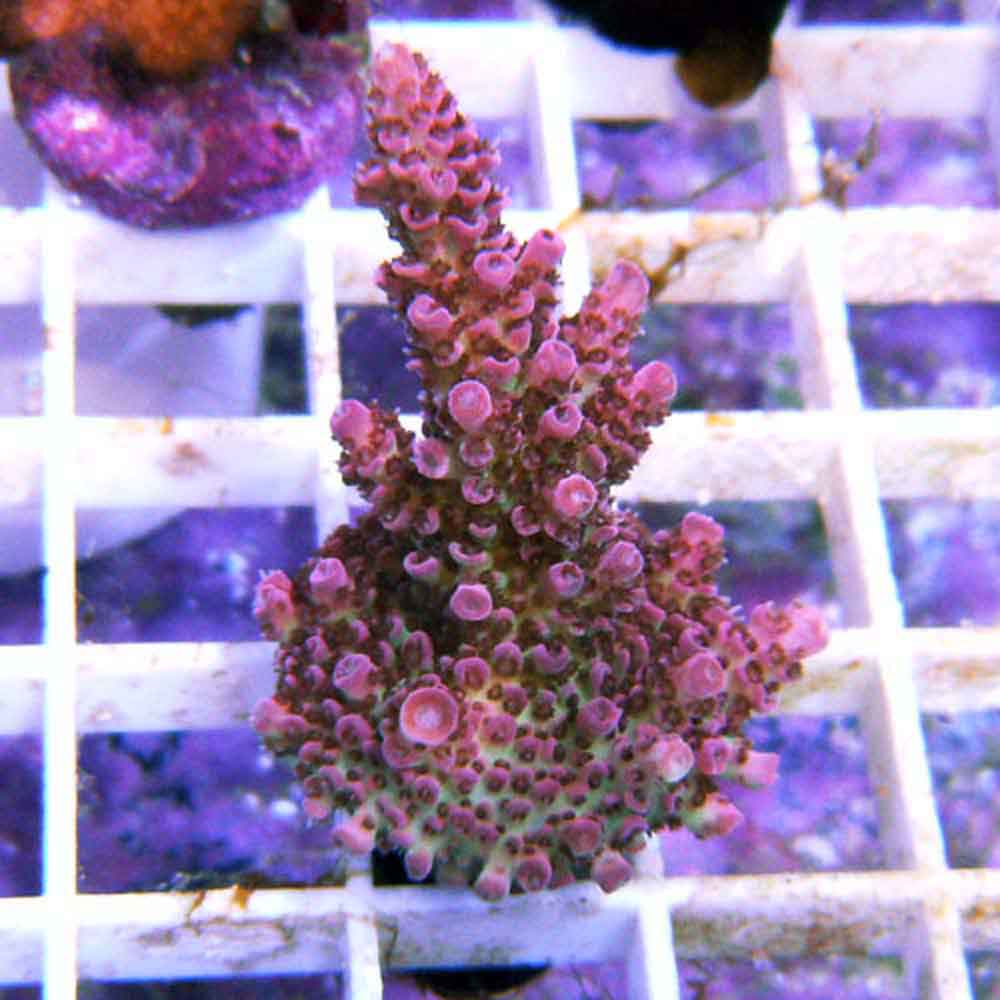 Red Planet Table Acro Frag - Acropora sp. (ORA)