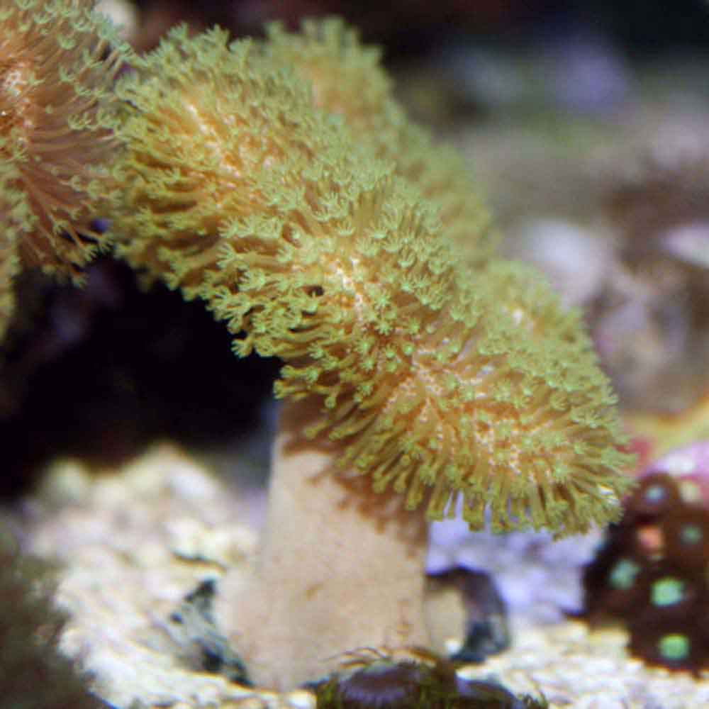 Green-polyped Toadstool Frag - Sarcophyton sp. (ORA)
