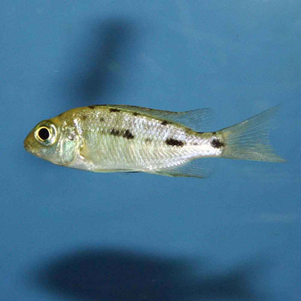 One-and-a-half-stripe Hap - Protomelas insignis - Juvenile