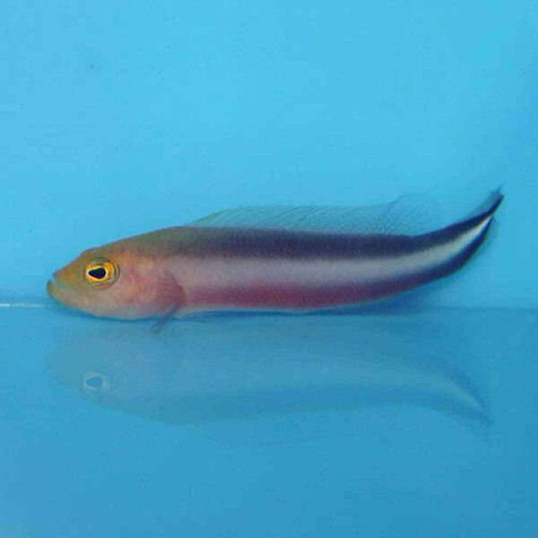 Double-striped Dottyback - Pseudochromis bitaeniatus