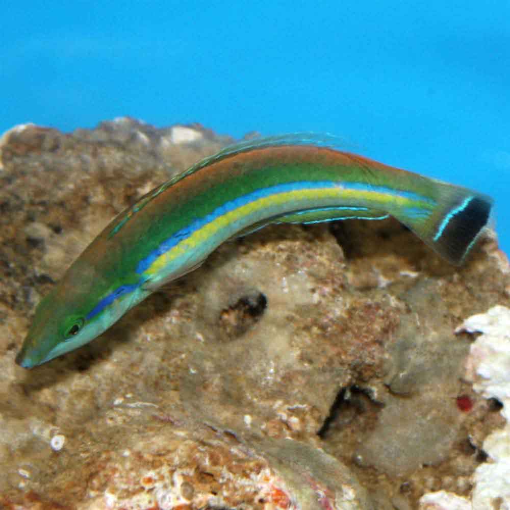 Smalltail Pencil Wrasse - Pseudojuloides ceracinus - Male
