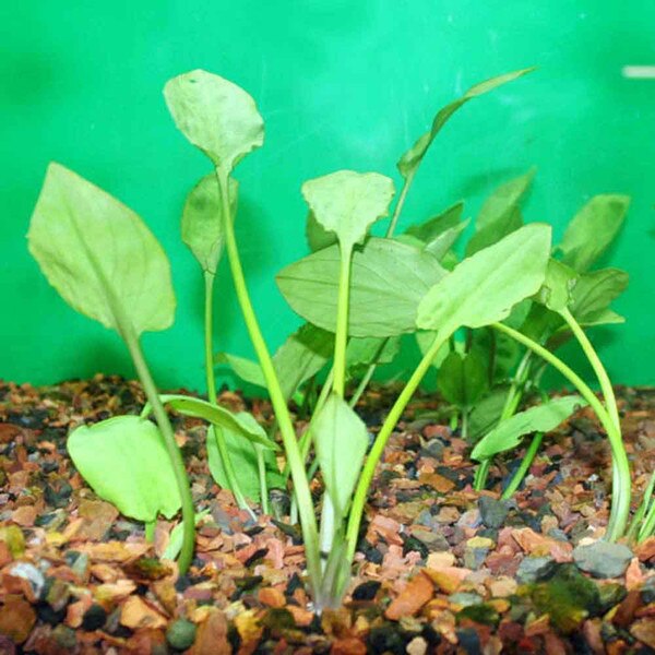 Cryptocoryne pontederiifolia | That Fish Place