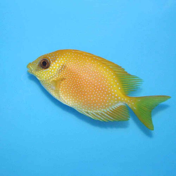 Coral Rabbitfish - Siganus corallinus - Large