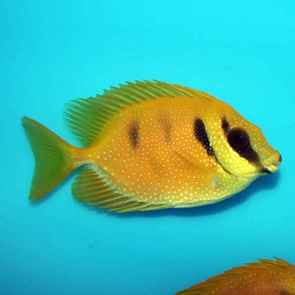 Coral Rabbitfish - Siganus corallinus - Large