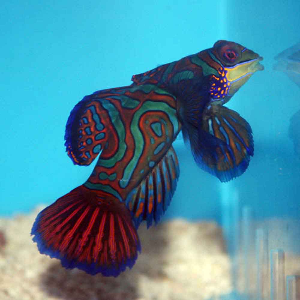 Blue Mandarin Goby