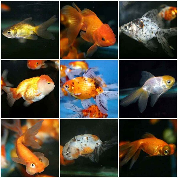 Assorted Fancy Goldfish - Medium