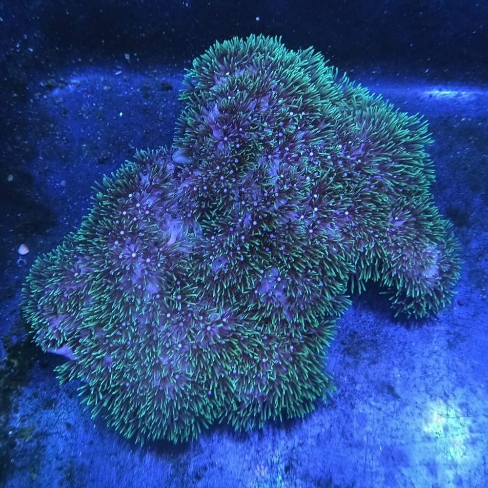 Green Encrusting Gorgonian - Briareum sp.