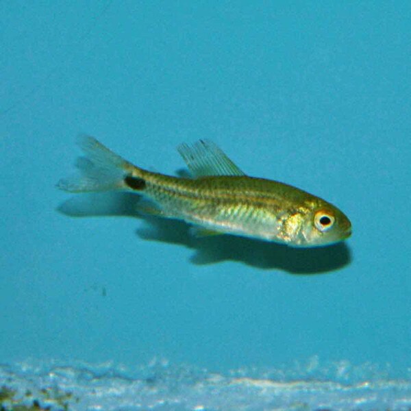 Sailfin Tetra - Crenuchus spilurus | ThatPetPlace.com