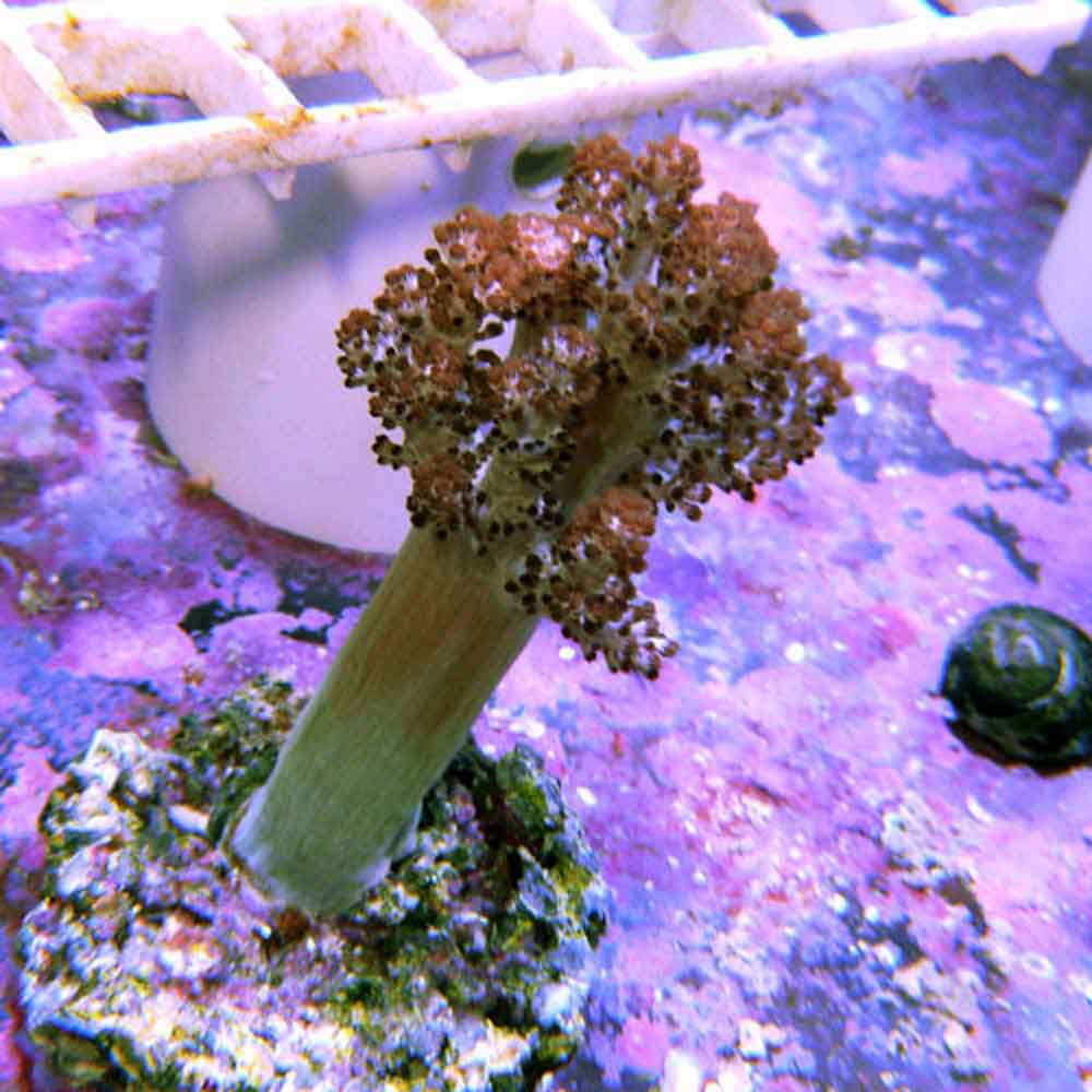 Kenya Tree Coral Frag - Capnella sp. (ORA) | thatpetplace.com