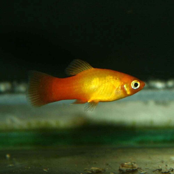 Sunset Platy - Xiphophorus maculatus