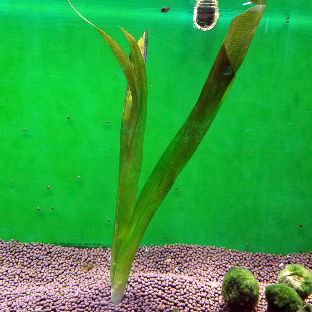 Italian Vallisneria