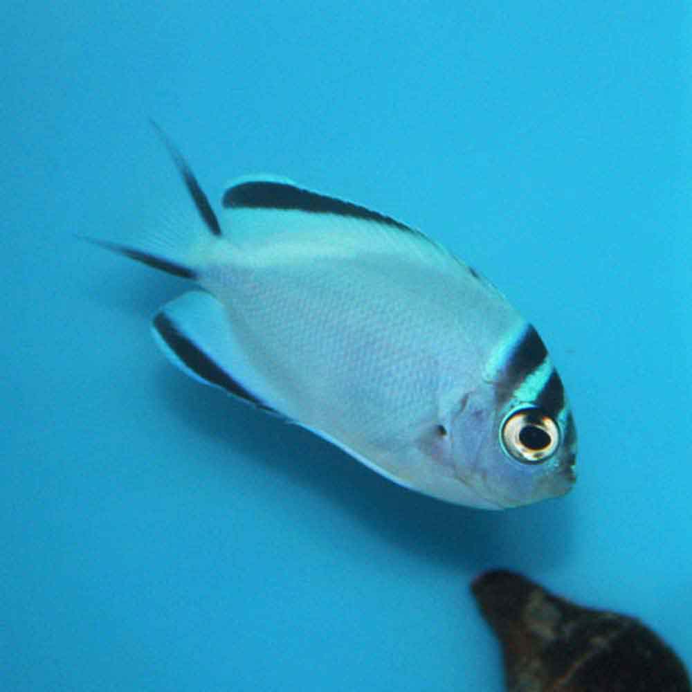 Watanabei Angel - Genicanthus watanabei - Female