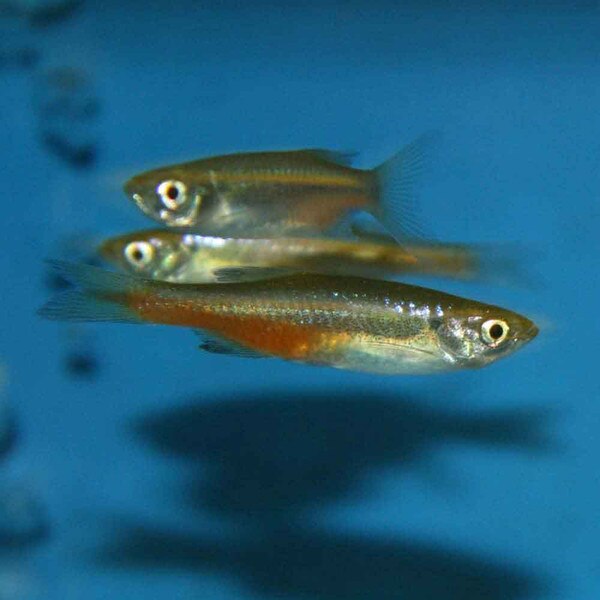 Fireline Danio - Devario sondhii