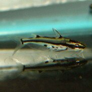 Catfish - Freshwater Aquarium Cat Fish For Sale | thatpetplace.com