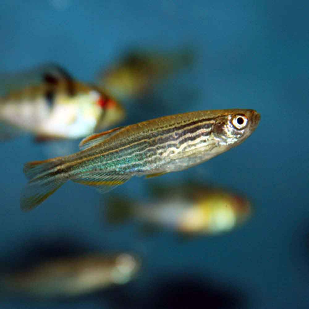 Orange-finned Danio - Danio kyathit | That Fish Place