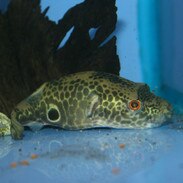 Pufferfish - Puffer Fish For Freshwater Aquariums | thatpetplace.com